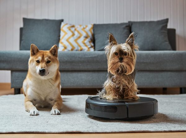 Best Ways To Remove Pet Stain and Odors | Chet's Cleaning